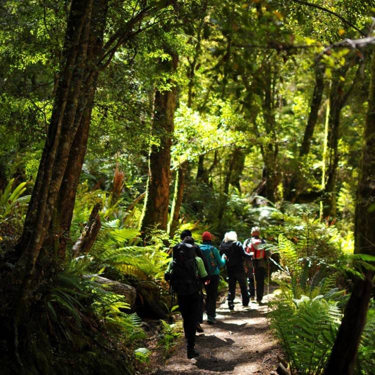 Kepler Track Guided Day Heli Hike - Trips & Tramps