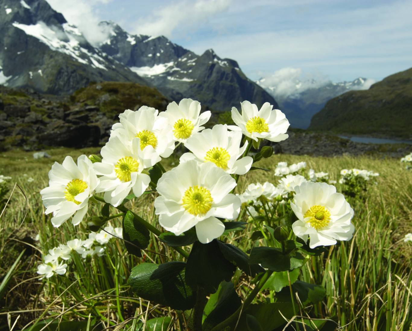 Fiordland’s flora – a Fiordland hiker’s guide - Trips & Tramps