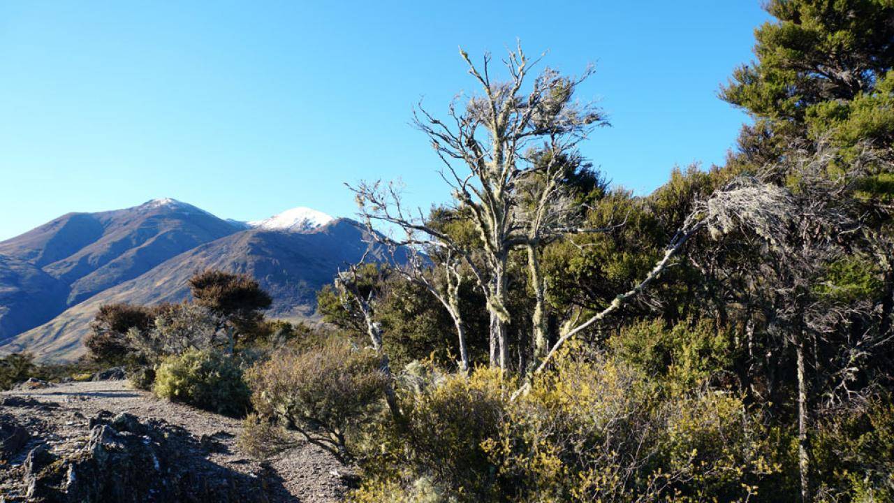 Stevensons Island Cruise & Nature Walk - 2 Hrs - Lake Wanaka Cruises