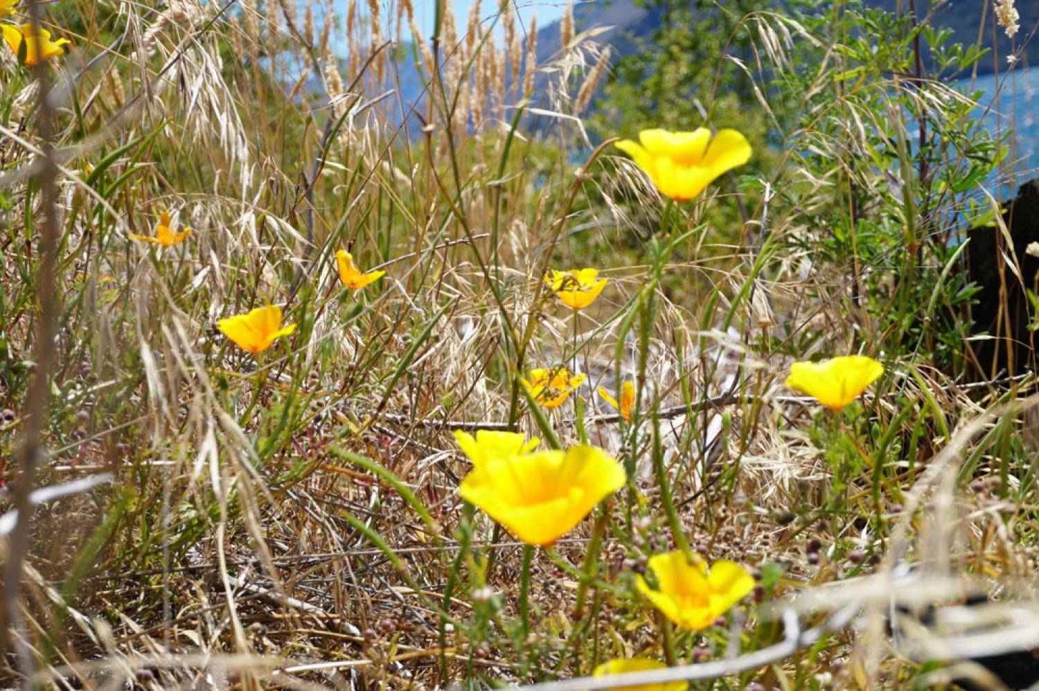 Ruby Island Cruise & Photo Walk - 1 Hr - Lake Wanaka Cruises